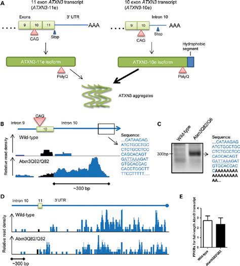 Alternative Splicing Of The Mutant Atxn3 Transcript Is Enhanced In Sca3 Download Scientific