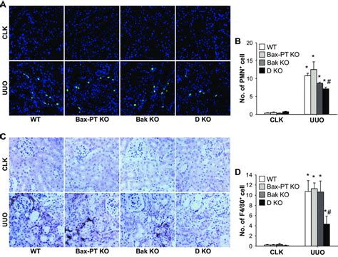 Dual Ablation Of Bax And Bak Reduces Uuo Induced Recruitment Of