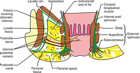 Ischiorectal Fossa Cadaver Pelvis And Perineum Quiz Question 245
