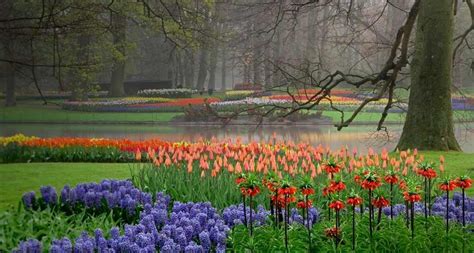 Hyacinth And Tulip Garden Keukenhof Gardens Lisse Netherlands Bing