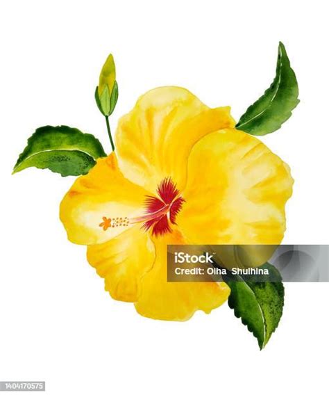 히비스커스 수채화 손으로 그린 그림 고립 된 배경에 노란 열대 꽃 매크로 상세한 사실적인 이미지 하와이 기호 인쇄 개화기에 대한 스톡 벡터 아트 및 기타 이미지 Istock
