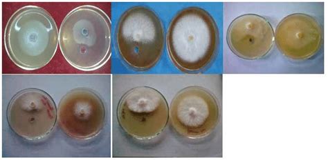 Antifungal Activity Showed By Potential Fluorescent Pseudomonas