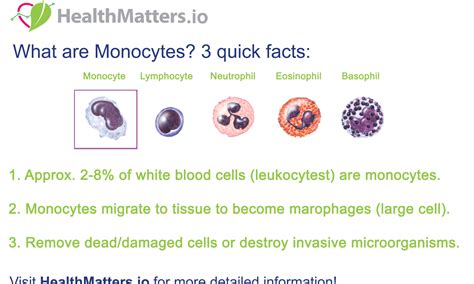What Are Monocytes Absolute And Percent Normal Optimal Ranges Meaning