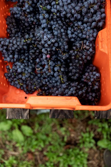 About Dablon Vineyards And Winery