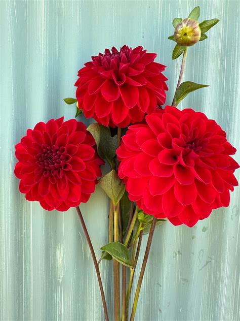 Puget Sparkle The Farmers Daughter Flowers And More