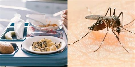 Qué Comen Los Moyotes Y Cómo Influye Su Dieta En Su Desarrollo Guia