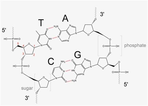 Dna Chemistry