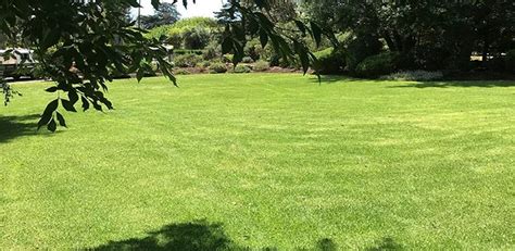 Australian Seed And Turf Farm My Home Turf