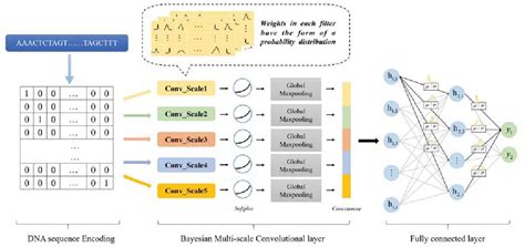 Figure 2 From Bayesian Multi Scale Convolutional Neural Network For Motif Occupancy