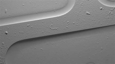 [video] Gelsight On Linkedin Gelsight Scan Of The Week