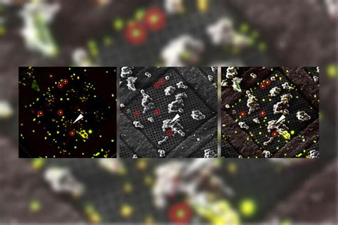 Stellaris Cryo Translate To Chinese Confocal Light Microscope 应用