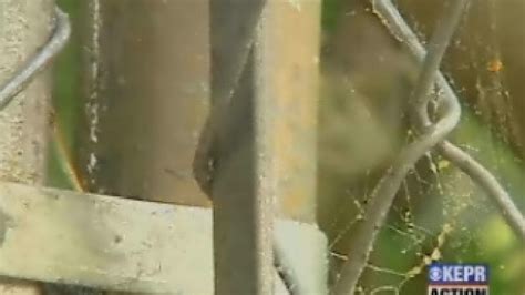 Spiders Increase Across The Tri Cities Kepr