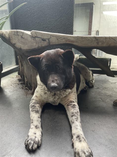 Does Your Pomsky Love Chilling Out Under And In Between Furniture Like
