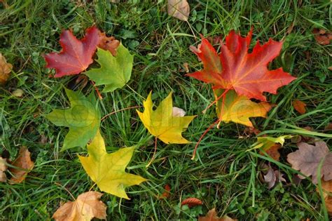 Fallen Leaves On The Bright Green Grass Stock Image Colourbox
