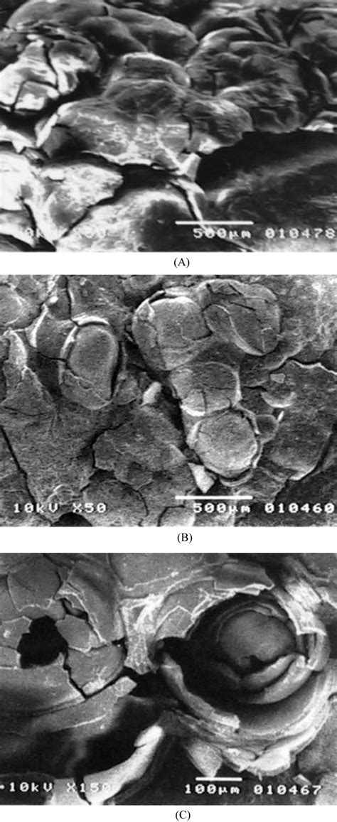 A Plaques With Nodular Structures Are Shown Also A Smooth Base Of Download Scientific
