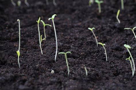 Почему не взошли перцы | На грядке (Огород.ru)