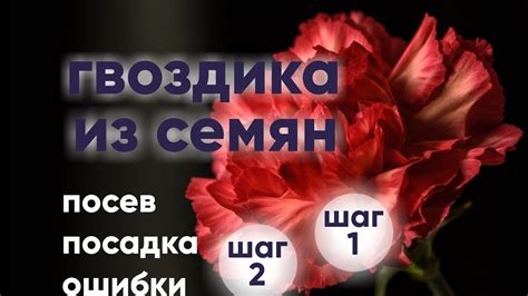 ГВОЗДИКА ШАБО | Рассада | Ошибки | ШАГ 1 и 2 - YouTube