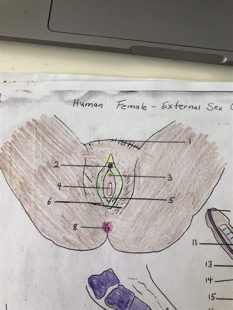 Female External Sex Organs Diagram Quizlet Female External Sex Organs Diagram Quizlet