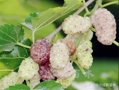 目前产量较高的白果桑苗哪里有 知乎