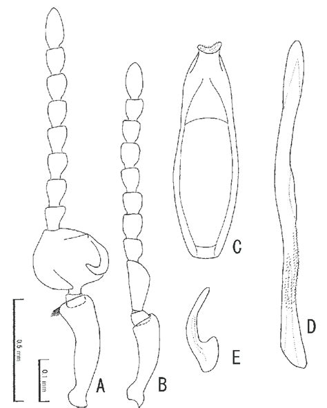 Antennae Ab And Male Genitalia Ce Of Laius Rufipes — A Ce