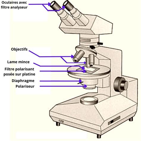 Microscope Polarisant Avis Et Fonctionnement