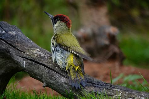 Vroege Vogels Foto Vogels Groene Specht