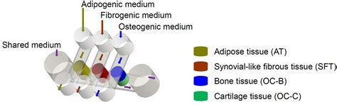 Video Creation Of A Knee Joint On A Chip For Modeling Joint Diseases And Testing Drugs