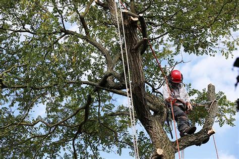 Tree Trimming Pruning Cost Guide