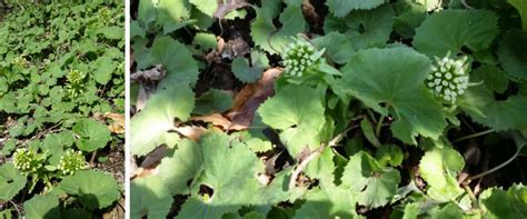 자연산 머위 야생 머위나물 머위잎 채취하러가는길 By 머위파는곳 네이버 블로그