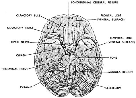 Images 11 Nervous System Basic Human Anatomy