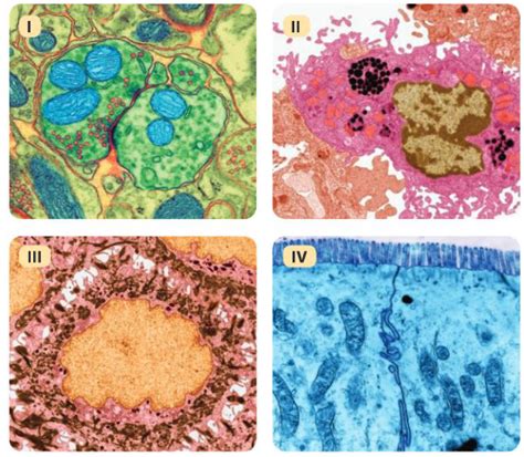 IB MYP Biology Cells Tissues Practice Question