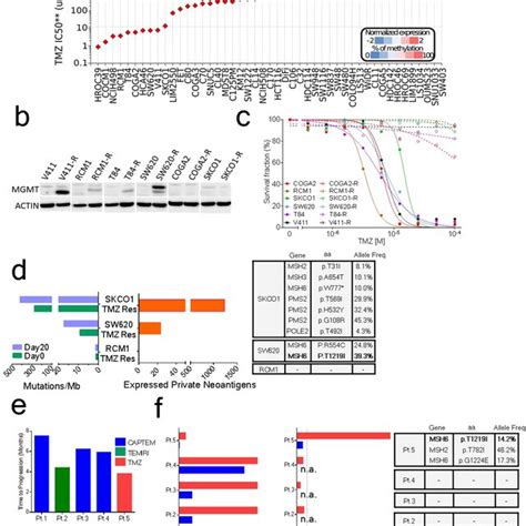 Growth Of Ct26 Mc38 Ts A And Pdac Cell Lines And Cas9 Expression In Download Scientific