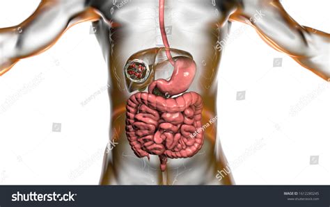 Echinococcus Multilocularis Human