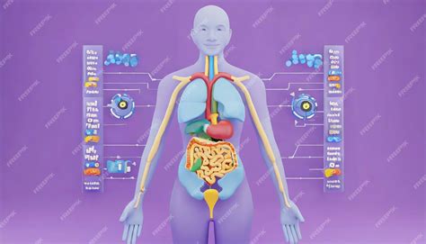 Mesenteric Artery Anatomy And Abdominal Aorta Location Outline Diagram Premium Ai Generated Image