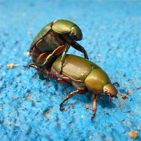 Everything You Ever Wanted To Know About The Evolution Of Sex But Were Too Afraid To Ask