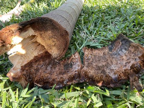 Lethal Bronzing In Florida Discussing Palm Trees Worldwide Palmtalk