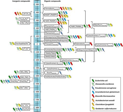 Redox Potentials Of Important Redox Reactions In Electron Transport Download Scientific