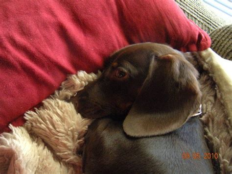 Sleepy Girl Sleepy Girl Sleepy Animals