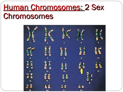 Sex Linked And Quantitative Inheritance Ppt