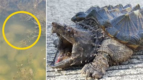 World Record Snapping Turtle