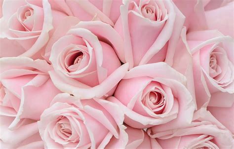 [200 ] Pink Rose Wallpapers
