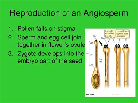 Angiosperms Prof Ms Vrushali S Dighe Department Of Botany S M Joshi College Hadapsar Pune