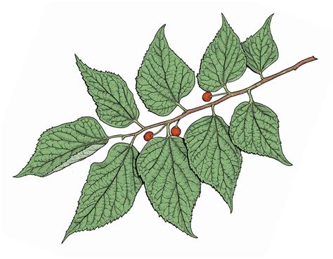 Pictures Of Hackberry Tree Leaves At Zoe Nixon Smith Blog