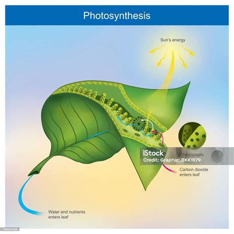 Photosynthesis Equation And Reactants Photosynthesis Mainly Co2 H2o