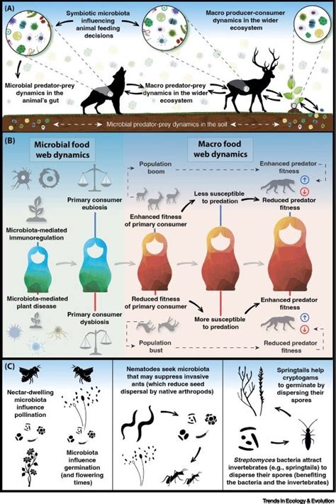 nested food webs — invisible friends by jake m robinson