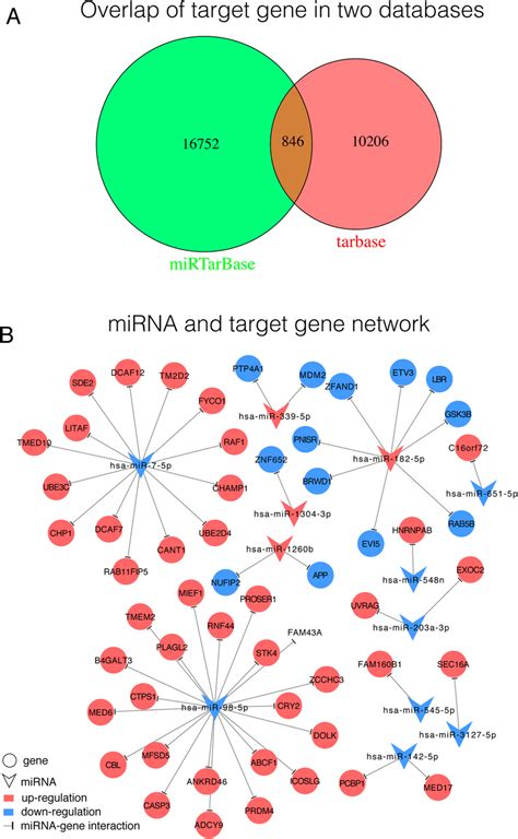 Venn Diagram And Negatively Correlated Mirna Gene Pairs A Overlap Of Download Scientific