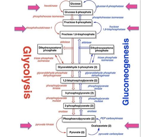 Cell Biology Exam Metabolic Pathways Flashcards Quizlet