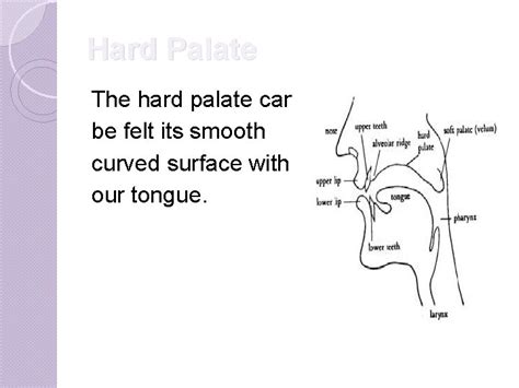 The Anatomy Of Speech Physiological Phonetics 1 Larynx