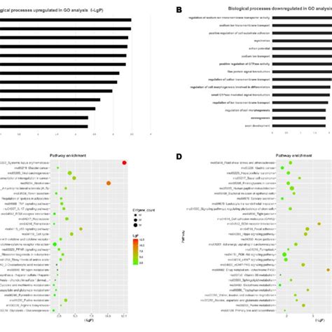 Gene Ontology Go Analysis And Kegg Pathway Analysis Go Annotation