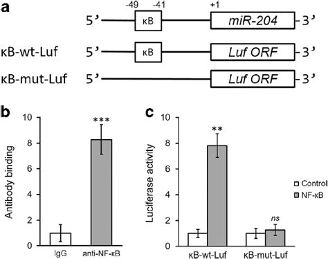 Nf κb Directly Binds To The Promoter Region Of Mir 204 A The Download Scientific Diagram